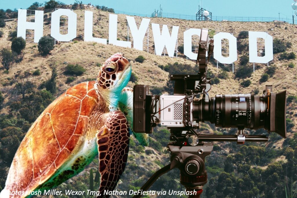 A Turtle That Makes Movies – Bedtime Math