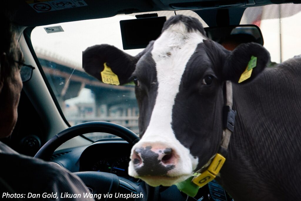 Can a Cow Drive a Car? – Bedtime Math