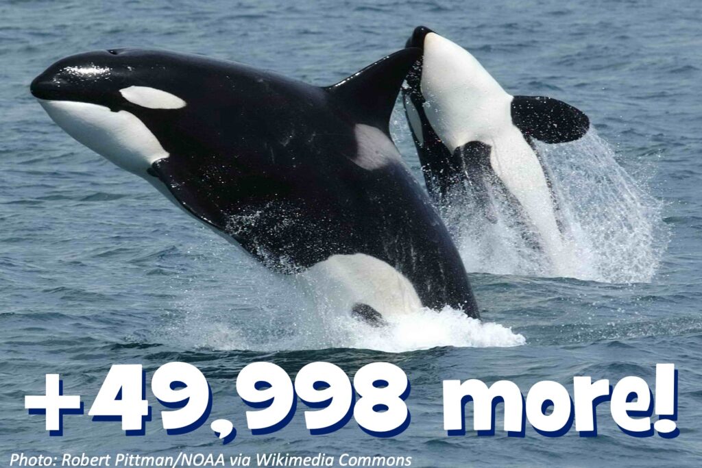 Oceans of Orcas – Bedtime Math