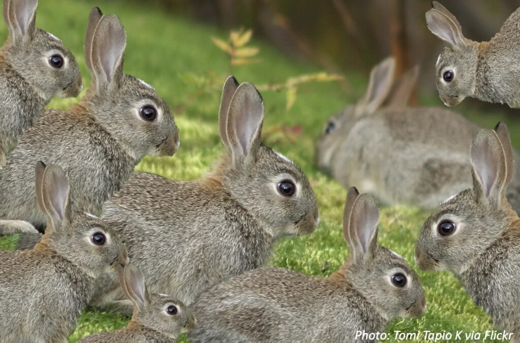 The Bunnies on Your Block – Bedtime Math