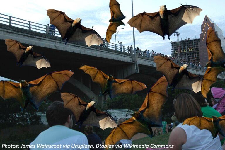 Bridge Full of Bats – Bedtime Math