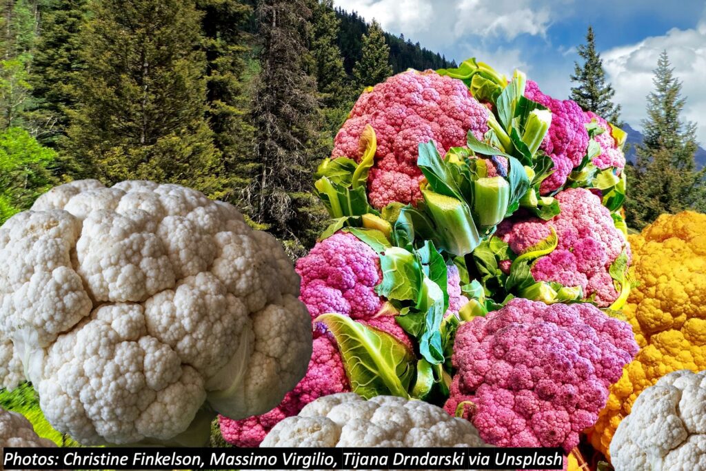 A Tree You Can Pop in Your Mouth – Bedtime Math