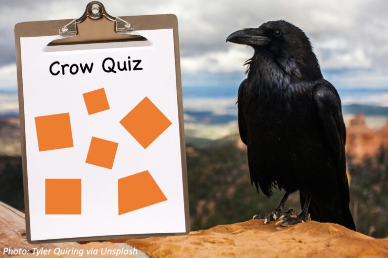 Counting Crows – Bedtime Math